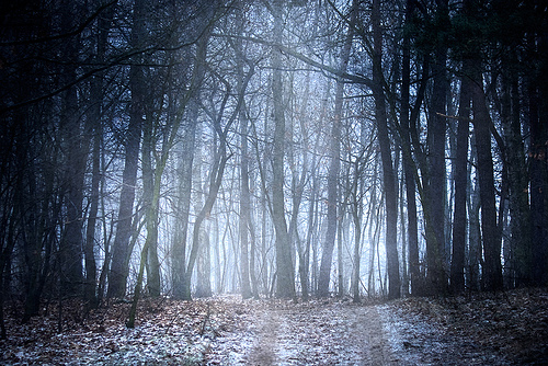 Forest – BURT'S DRAMA